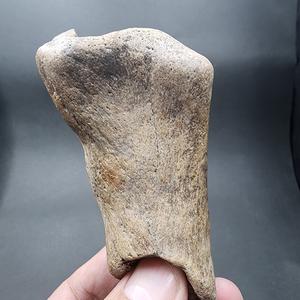 Jual RARE | Glacial Fossilized Mammal Bone Fragment Fossil Batu Fosil ...