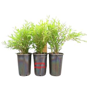 Promo bambu micro bambu kuning mini sudah hidup berakar - kecil ...