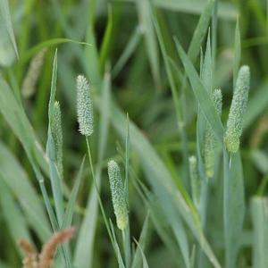 Jual Kedai 2 Benih Biji Rumput Timoti Padang Ekor Kucing Biasa Phleum ...