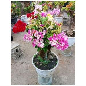 Jual PROMO BIBIT BOUGENVILLE BONSAI 1 POHON 5 WARNA//BUNGA KERTAS ...