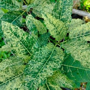 Jual Ficus Snowstrom/Ficus Virens Bunut Variegata Daun cantik bagus ...