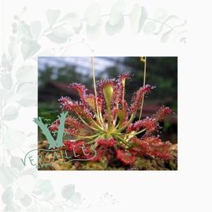 Jual Tanaman Hias Karnivora Langka Drosera Red Intermedia - Jakarta ...