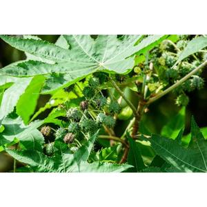 Jual Daun Kaliki Segar 1 Kg / Daun Jarak Kepyar Bahan Ecoprint - 1 kg ...