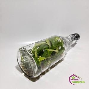 Jual BJRTC - Bibit Botol Anggrek Dendrobium Capung Batu spesies ...