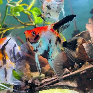 Jual Manfish Red Koi / Angel FIsh / Ikan Hias Aquascape / Air Tawar ...