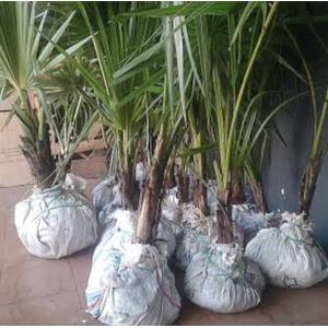 Jual Terbaru, Bibit Pohon Siwalan/Lontar Anakan Sudah Berdaun,,Lontar 1 ...