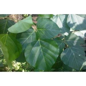 Promo Daun Dadap atau Cangkring Erythrina variegata L. - Jakarta ...