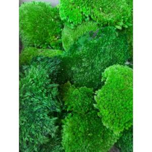 Jual " PRESERVED MOSS | LUMUT AWETAN | LUMUT ABADI - Jakarta Pusat ...