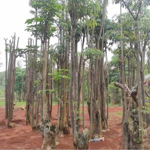 Jual POHON PELINDUNG ,POHON PULE FOSIL,POHON PULE BERBAGAI UKURAN - Kab ...