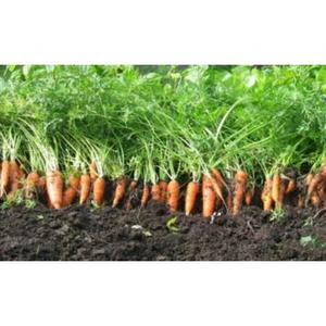 Jual isi paket: 150 Biji - Benih Sayuran Wortel Benih Bibit Sayur ...