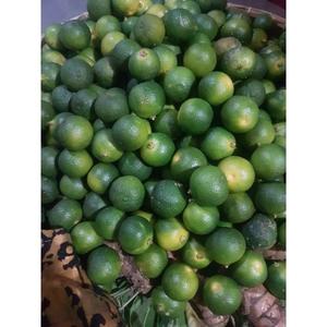 Jual NeW Jeruk sonkit 1kg/ Jeruk kasturi/ Lemon Cui/ Jeruk kunci - Kab ...