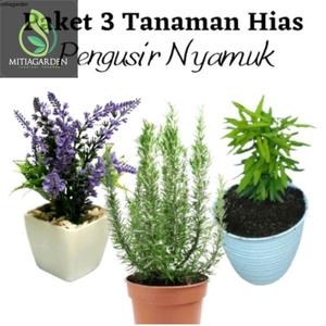 Jual Paket Hemat 3 Tanaman Hias Penghusir Nyamuk - Tanaman Hias Nyamuk ...
