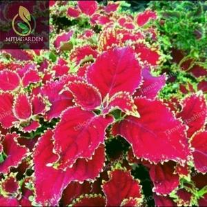 Jual Tanaman hias miana merah murah promo - Kota Depok - mitia garden ...