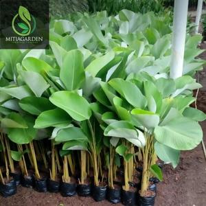 Jual tanaman hias pisang kalatea - pohon pisang calathea⠀⠀⠀ - Kota ...
