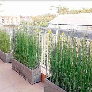 Promo COD Pasti bisa tanaman hias pohon bambu air / lidi air/tinggi 30 ...