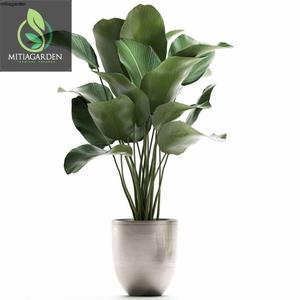 Jual Calathea Lutea | Tanaman Pot Hias Indoor Nuansa Tropical Vibes ...