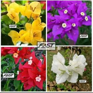 Jual PAKET 4 HEMAT!! Tanaman Hias Bibit Bunga Bougenville Bunga Kertas ...