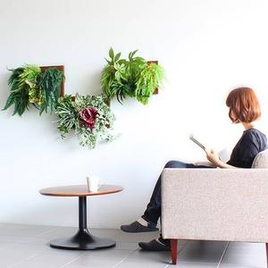 Jual Silahkaaan!!! Botanical Wall Garden | Succulent Frame Tanaman Hias ...
