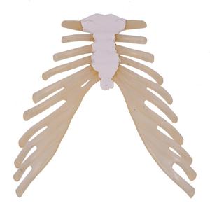 Jual Human Skeleton Anatomical Model Human Sternum Model for Classroom ...