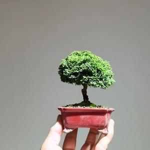 Jual New Product - Bonsai Cemara Inoki Cypress Hijau Tanaman Khansa ...