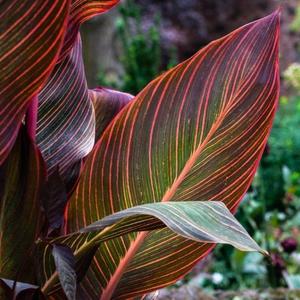 Jual Tanaman Hias - Canna 'Pringle Bay' / Pink Sunburst / Canna ...