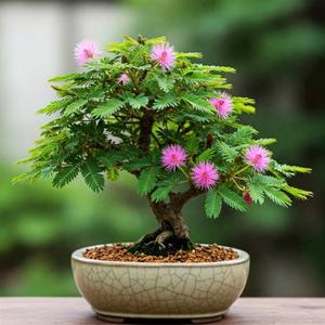Jual bonsai putri malu grouping Berkualitas - Jakarta Barat ...