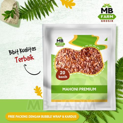 Promo Benih mahoni premium 20 butir / bibit pohon mahoni super Tanaman ...