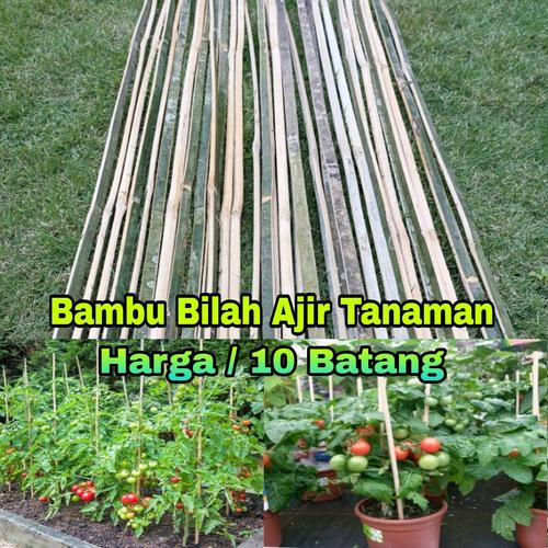 Jual Bambu Bilah 10 Batang/Turus Penyangga Tanaman Tiang Ajir Tanaman ...