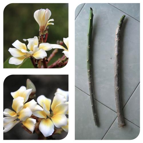 Jual Bibit Stek Batang Kamboja Jepun Kelopak sepuluh - Cutting ...