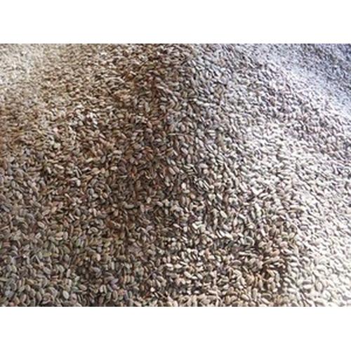 Jual Benih Biji Albasia | Biji Benih Sengon Laut Bergaransi Tidak ...