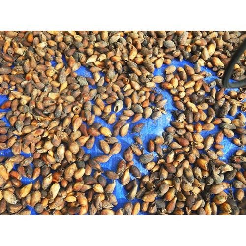 Jual BIJI / BENIH Pohon Gmelina , BIJI / BENIH Pohon Jati Putih Jawa ...