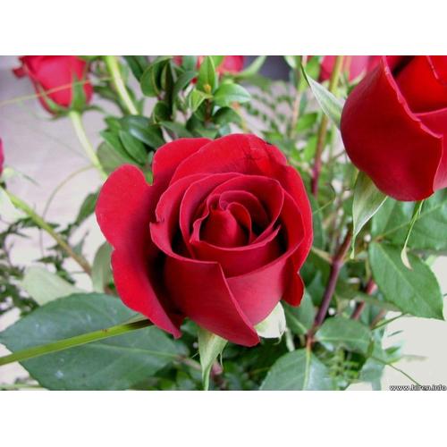 Jual Benih Mawar Merah / Red Rose (Import) - Jakarta Utara - Green ...