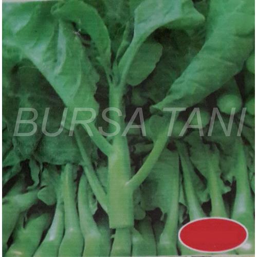 Jual Benih Kailan Daun Lebar / Leaf Kaelan (Import) - Jakarta Utara ...