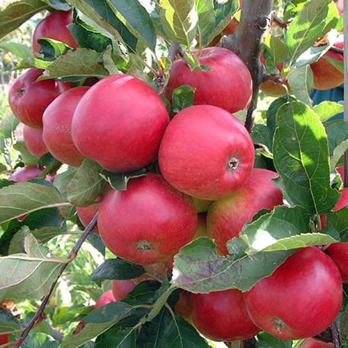 Jual TANAMAN JADI BUAH APEL ANNA - Kota Batu - Dacochi | Tokopedia