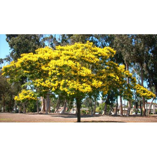 Jual Pohon flamboyan tampungan sudah karantina siap tanam - Kab. Malang ...