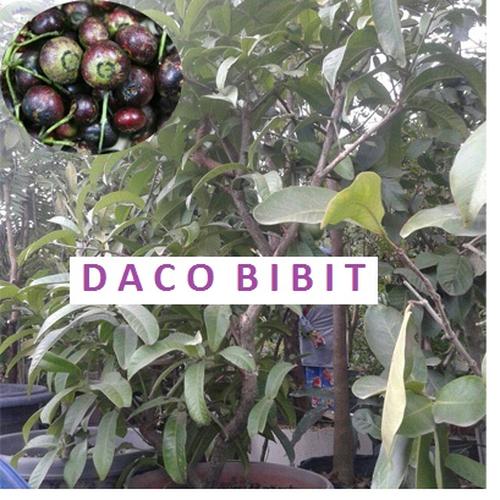 Jual TANAMAN JADI BUAH GOWOK / KUPA 1,5 METER - Kota Batu - Dacochi ...