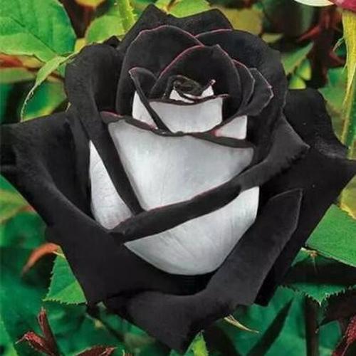 Jual Benih Bunga Mawar Hitam Putih / Black and White Rose Import - Kota ...