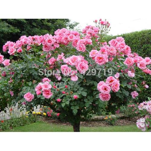 Jual Benih Pohon Bunga Mawar Merah Jambu / Pink Rose Tree Import - Kota ...