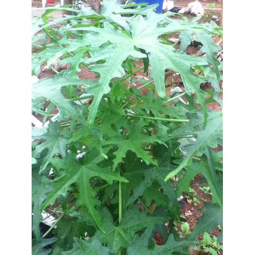 Jual DAUN GEDI / PENGUAT KANDUNGAN / PENAMBAH KESUBURAN - Kota Cimahi ...