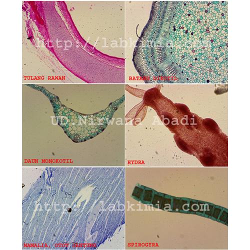 Jual Preparat Kering 17 Macam / Set - Kota Surabaya - Nirwana Abadi ...