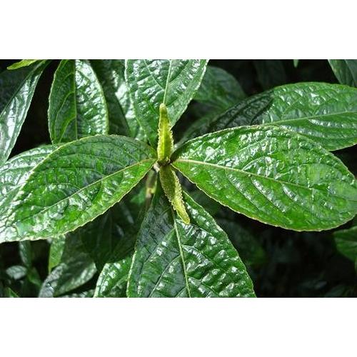 Jual Keji Beling (Kecibeling) - Kota Bandung - telenika shop | Tokopedia