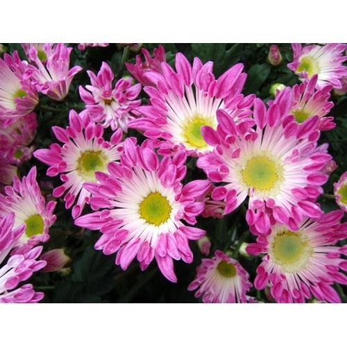 Jual Benih Biji Bunga Krisan / Chrysanthemum Morifolium - Jakarta Timur ...