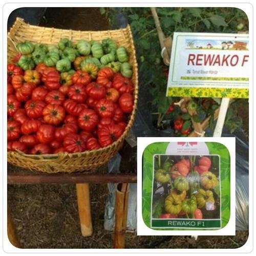 Jual BIJI BENIH TOMAT REWAKO F1 ( 60-70 gram per buah ) - Kota Semarang ...