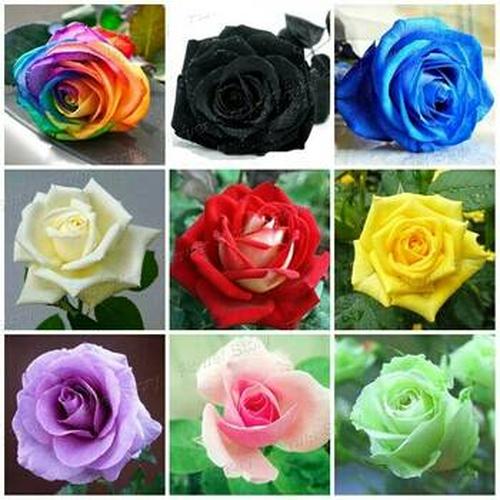 Jual Benih Bunga Mawar 9 Macam Mix - Kota Kediri - Phoenix 28 Store ...