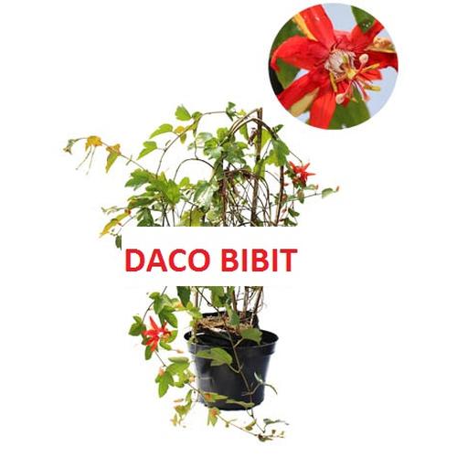Jual TANAMAN HIAS MERAMBAT BUNGA PASSIFLORA VITIFOLIA - Kota Batu ...