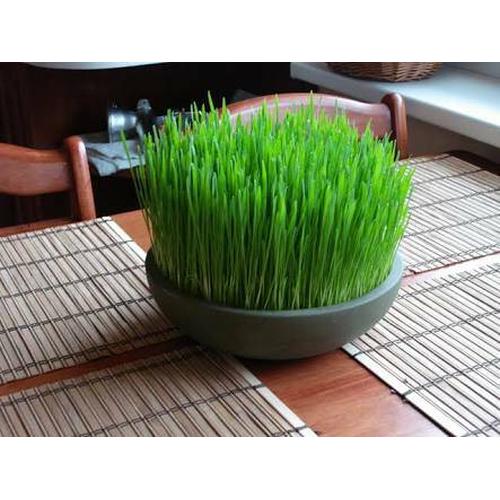 Jual Bibit / Benih /Seeds Wheatgrass Rumput Gandum Meningkatkan ...