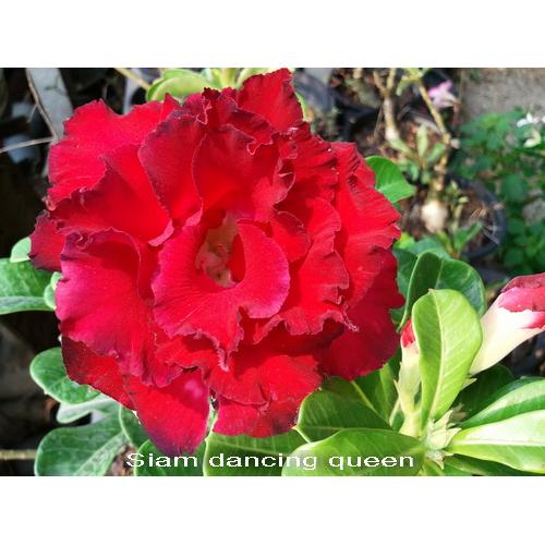 Jual Siam Dancing Queen TRIPLE flower Adenium Obesum Desert Rose Seeds ...