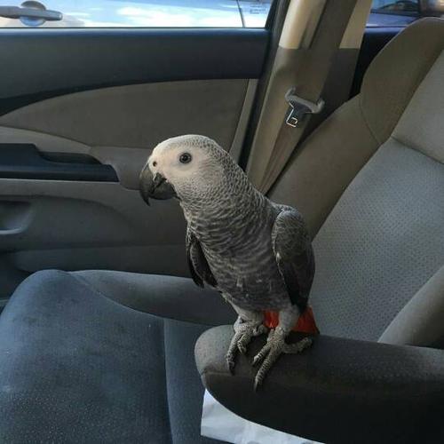 Jual Burung Afgrey (africa grey) Armezza Parrot - Kab. Bandung - Armeza ...