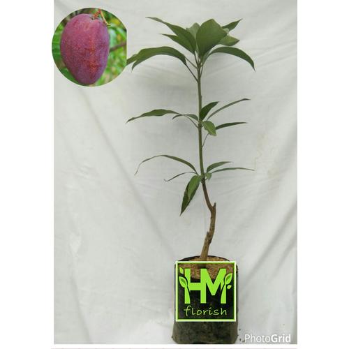 Jual Mangga Emperor – Mangifera indica | Buah Besar, Manis & Cepat ...