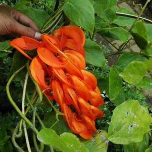 Jual Flame of Irian, Tanaman rambat Flame of Irian Orange, Tanaman ...